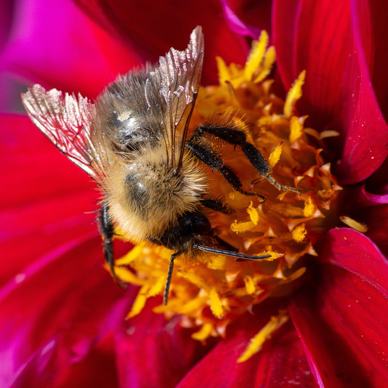 Home G-Series - Macro Add-ons (for Super Telephoto 240 mm)